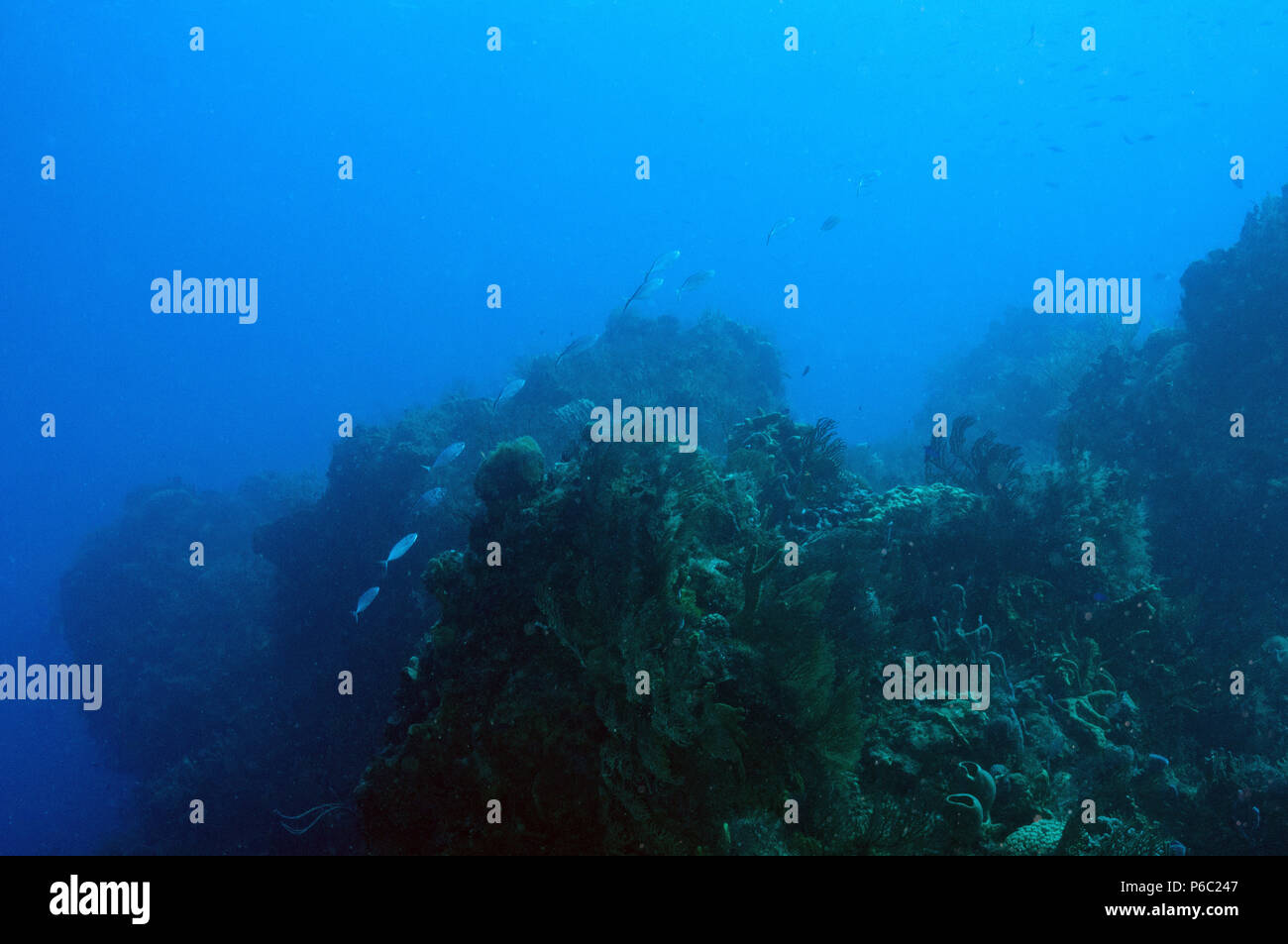 Underwater ocean reef hi-res stock photography and images - Alamy