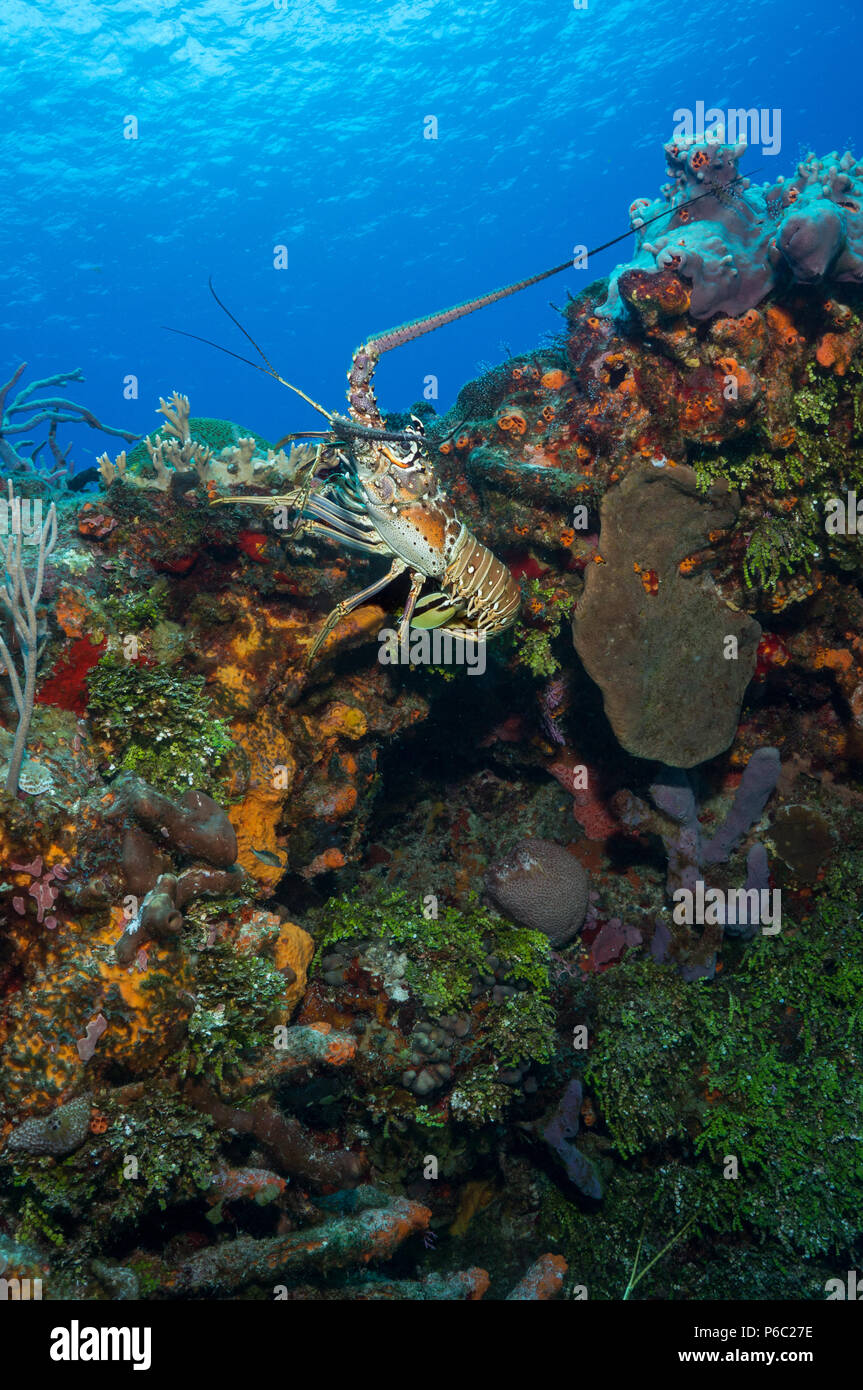 Caribbean coral reef lobster hi-res stock photography and images - Alamy