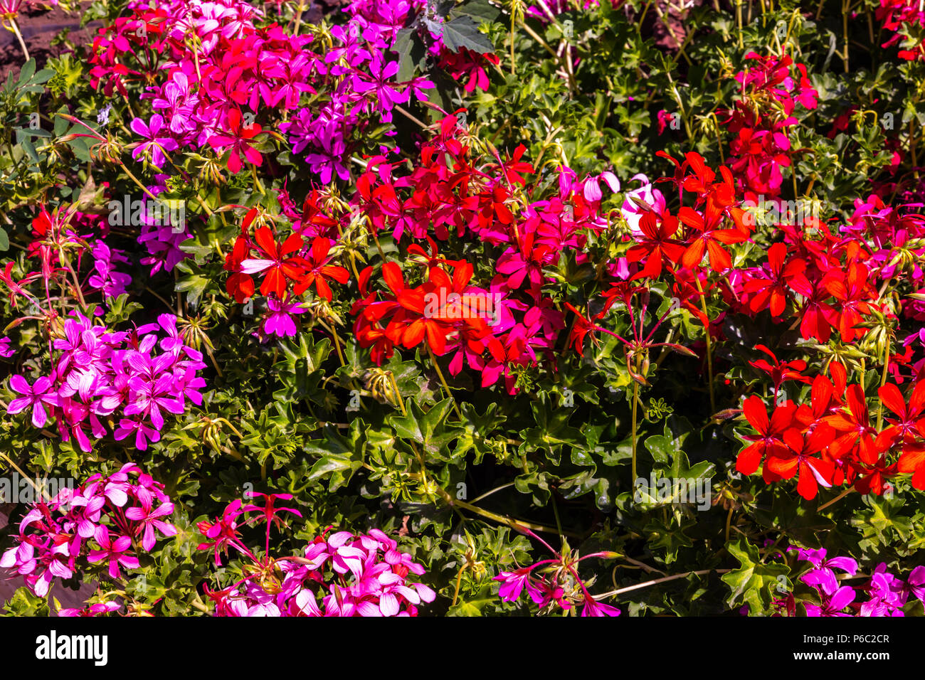 Blossoming red and pink geranium on a bed Stock Photo - Alamy