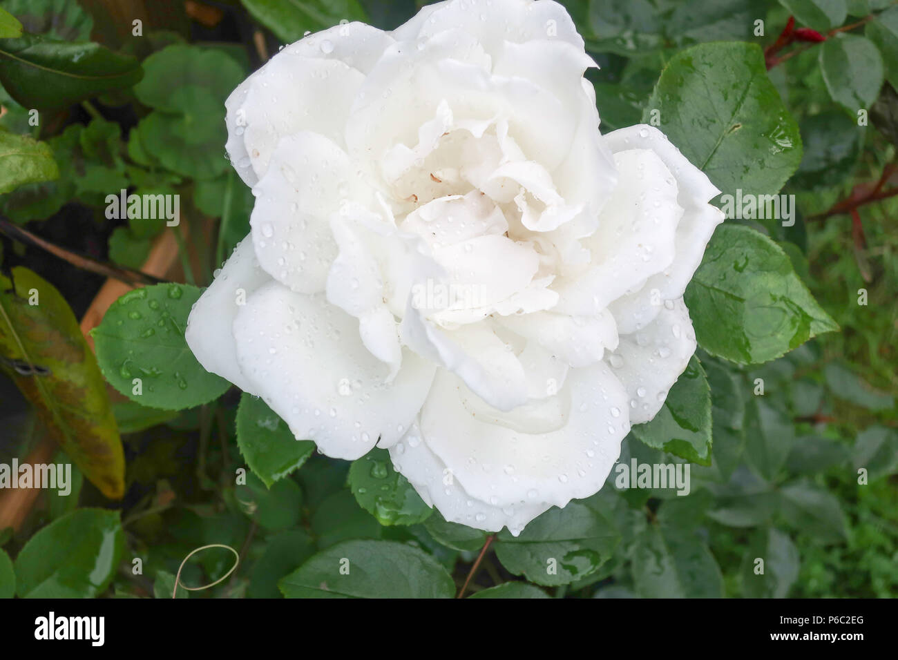 Rosa iceberg rose petals hi-res stock photography and images - Alamy