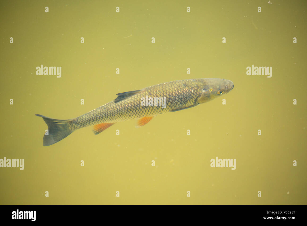 A chub, Squalius cephalus, above Sturminster Newton Mill pool on the ...