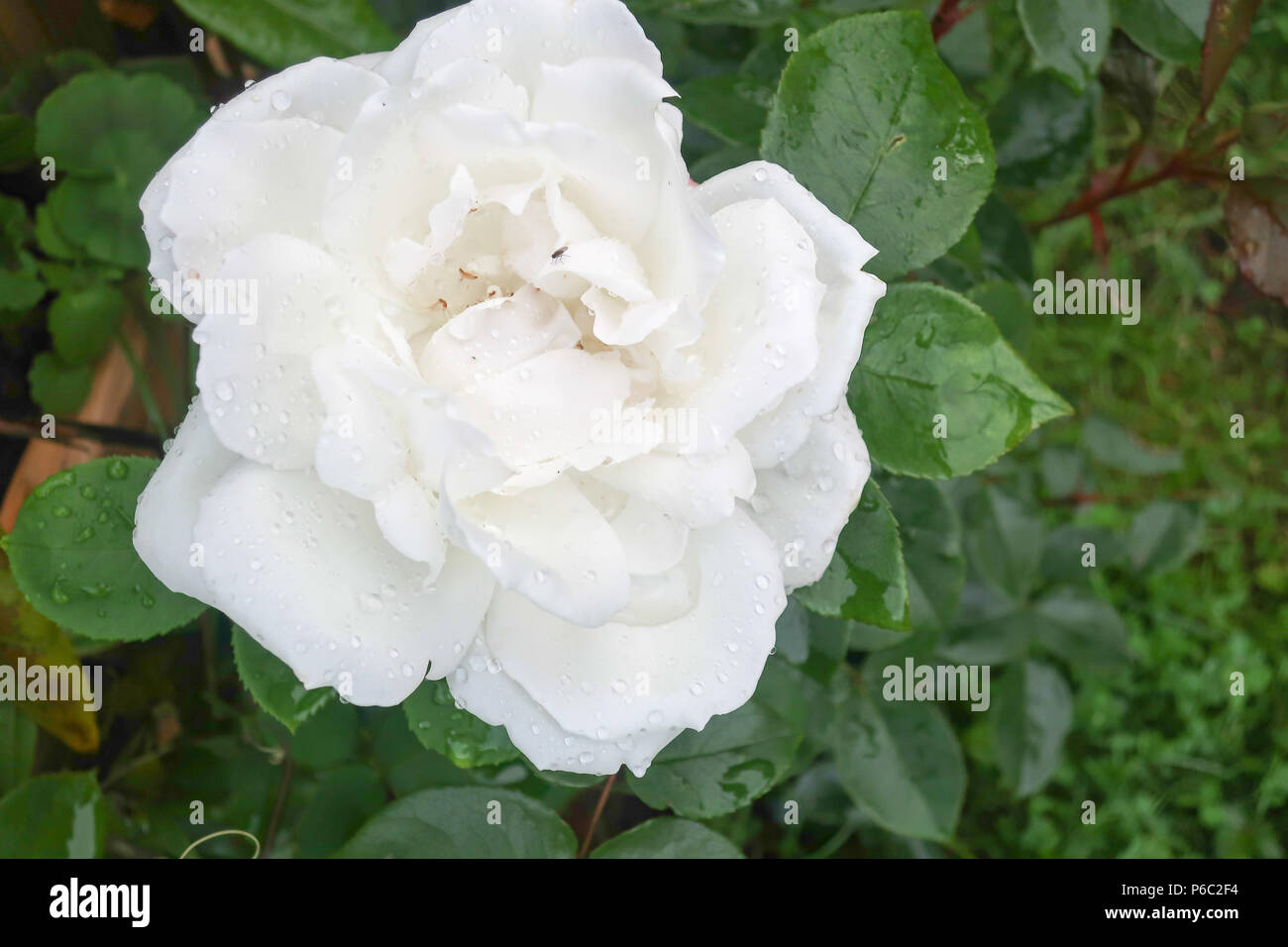 Iceberg rose hi-res stock photography and images - Alamy