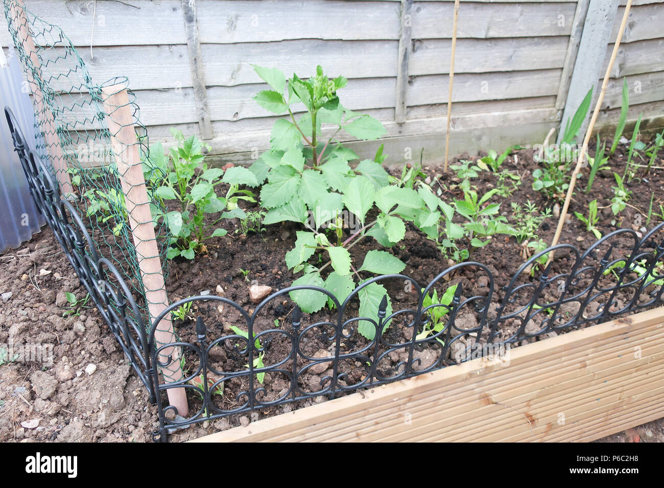 Rabbit protection hi-res stock photography and images - Alamy