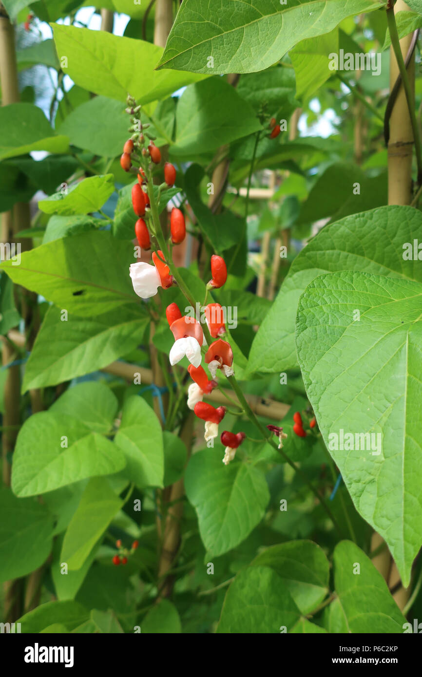 Lady bean hi-res stock photography and images - Alamy