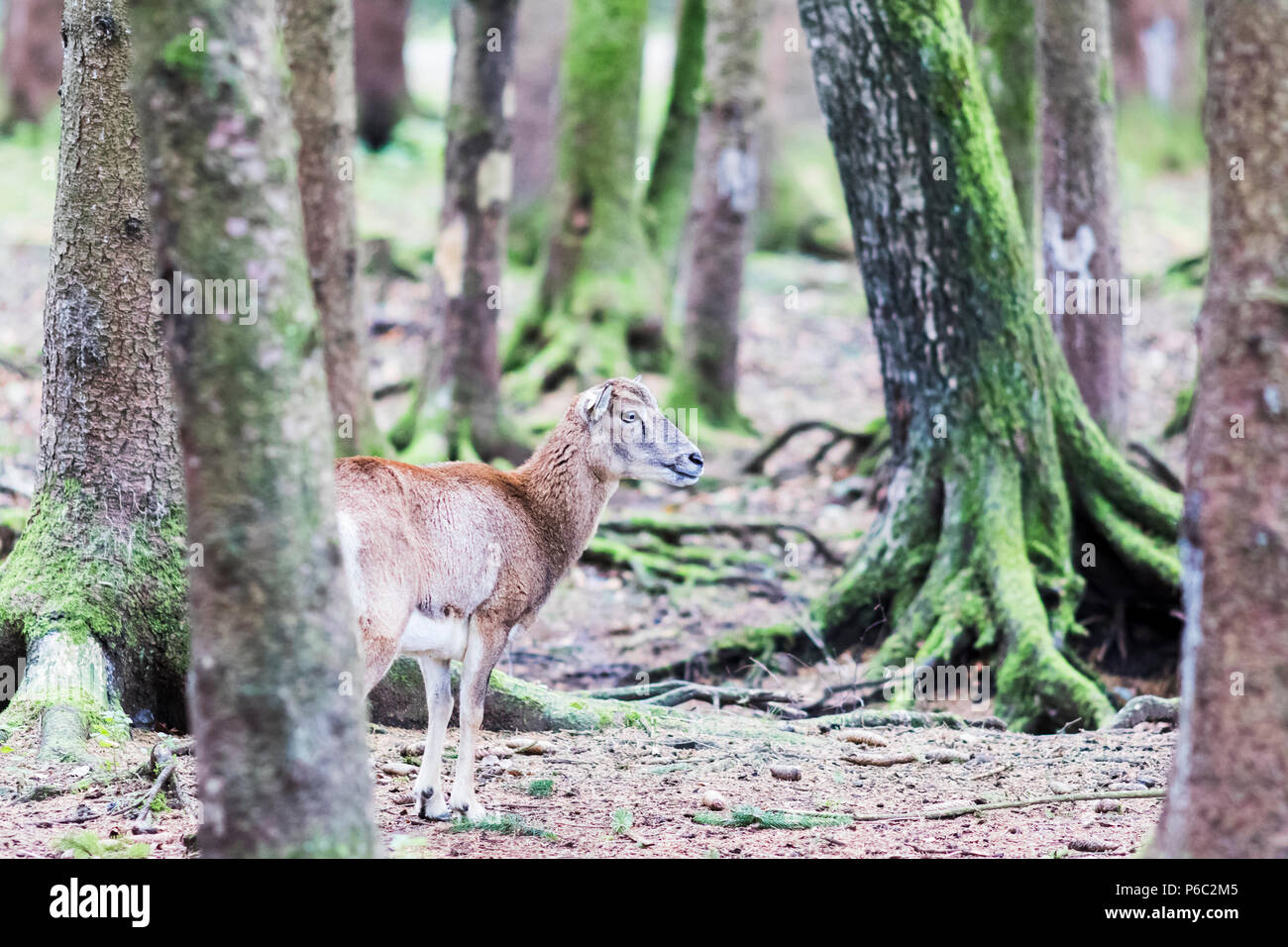 A female muflon in the forest Stock Photo - Alamy