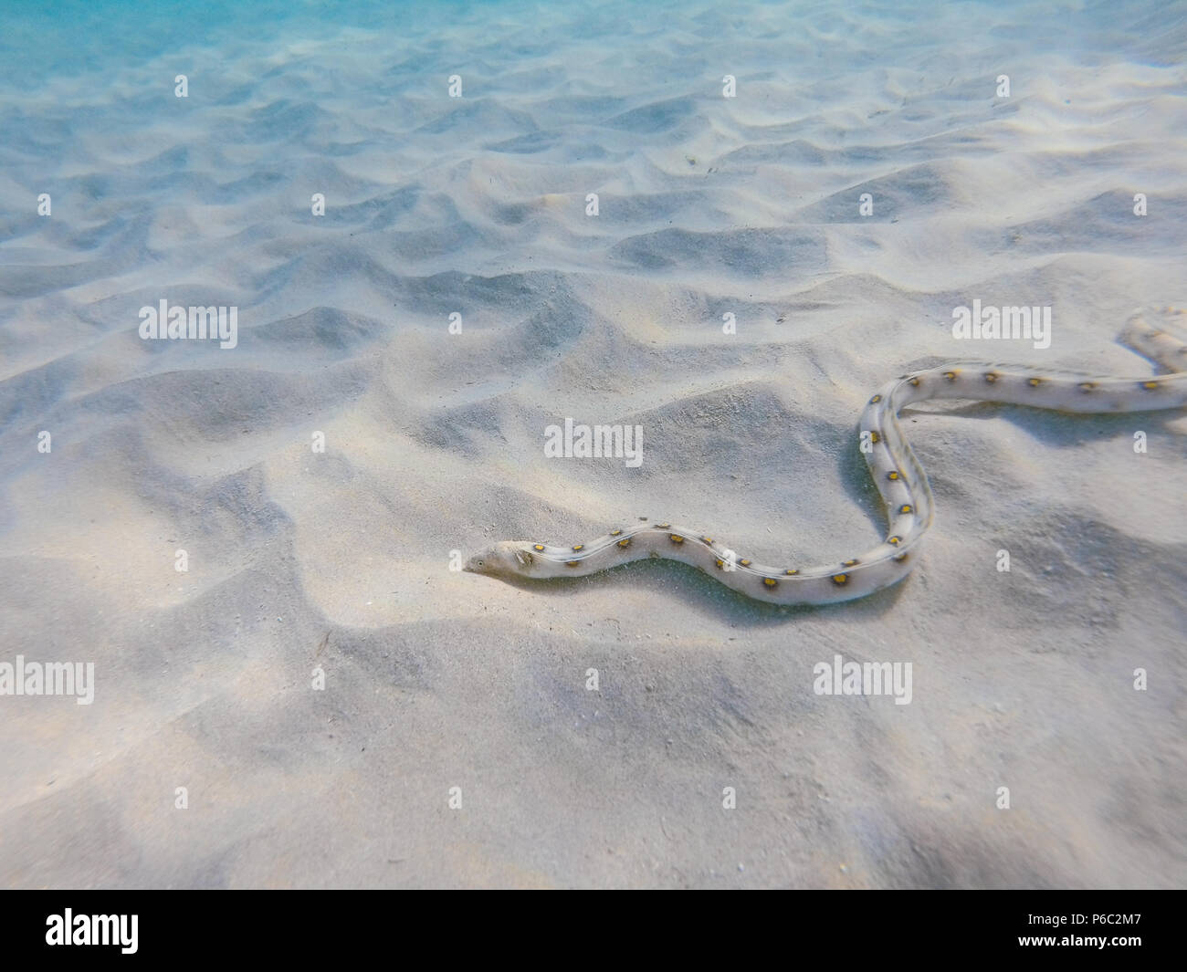 Underwater photo of eel in clear sea Stock Photo - Alamy