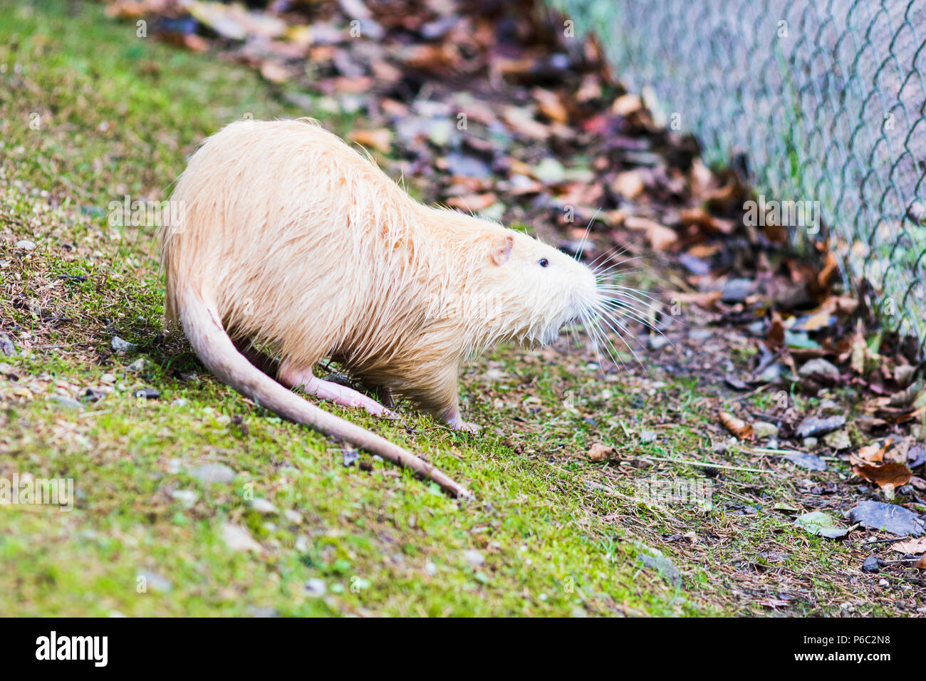 A Nutria (Myocastor coypus) in Germany Stock Photo - Alamy