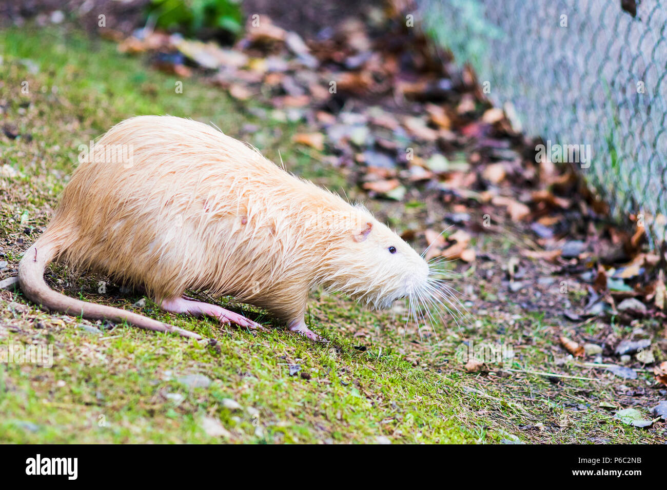 A Nutria (Myocastor coypus) in Germany Stock Photo - Alamy