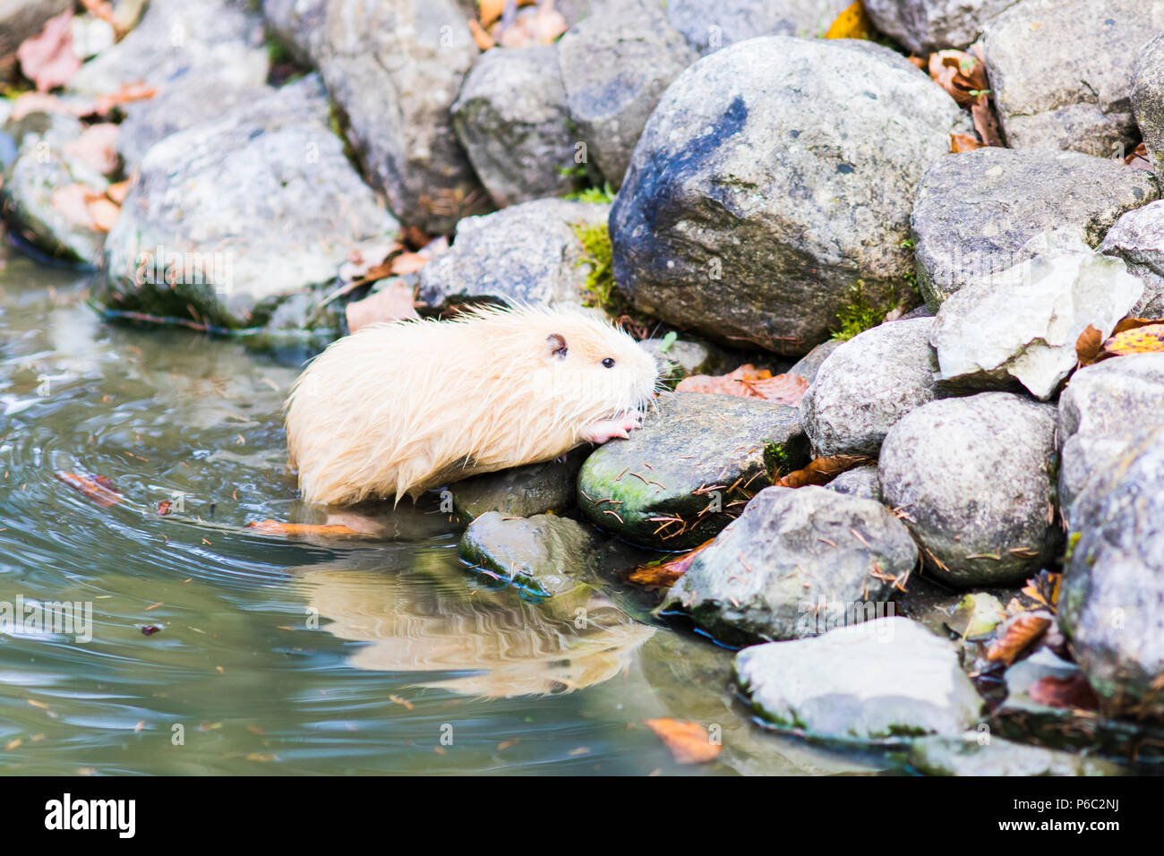A Nutria (Myocastor coypus) in Germany Stock Photo - Alamy
