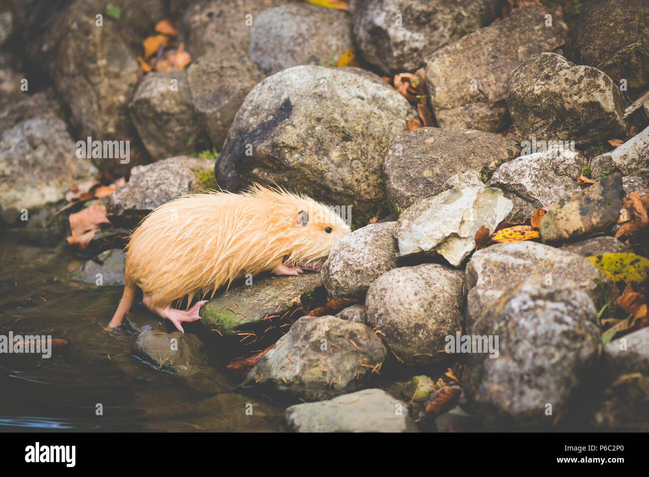 A Nutria (Myocastor coypus) in Germany Stock Photo - Alamy