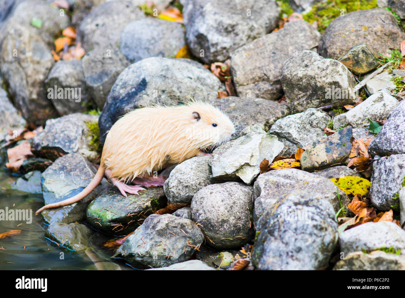 A Nutria (Myocastor coypus) in Germany Stock Photo - Alamy