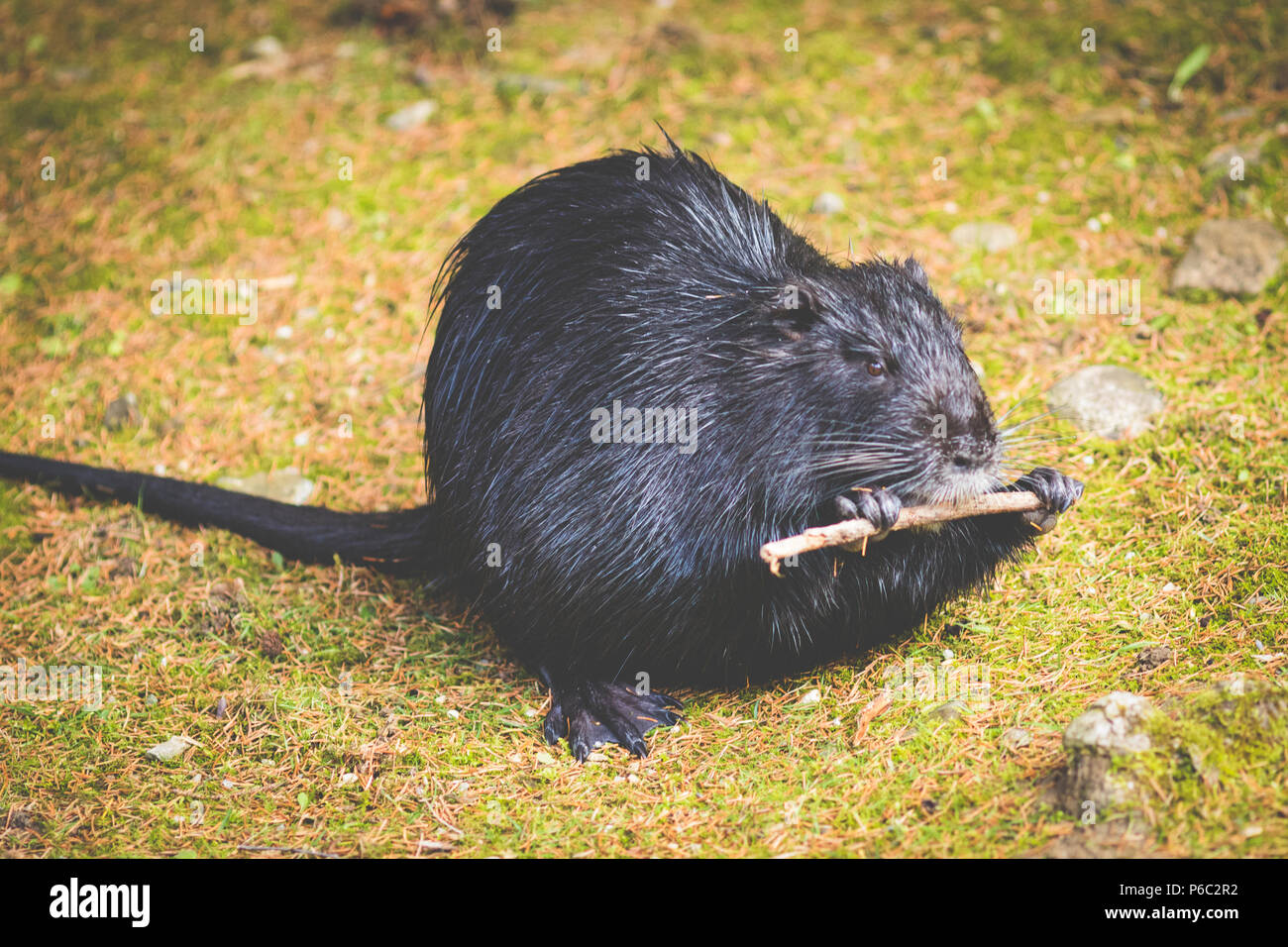 A Nutria (Myocastor coypus) in Germany Stock Photo - Alamy