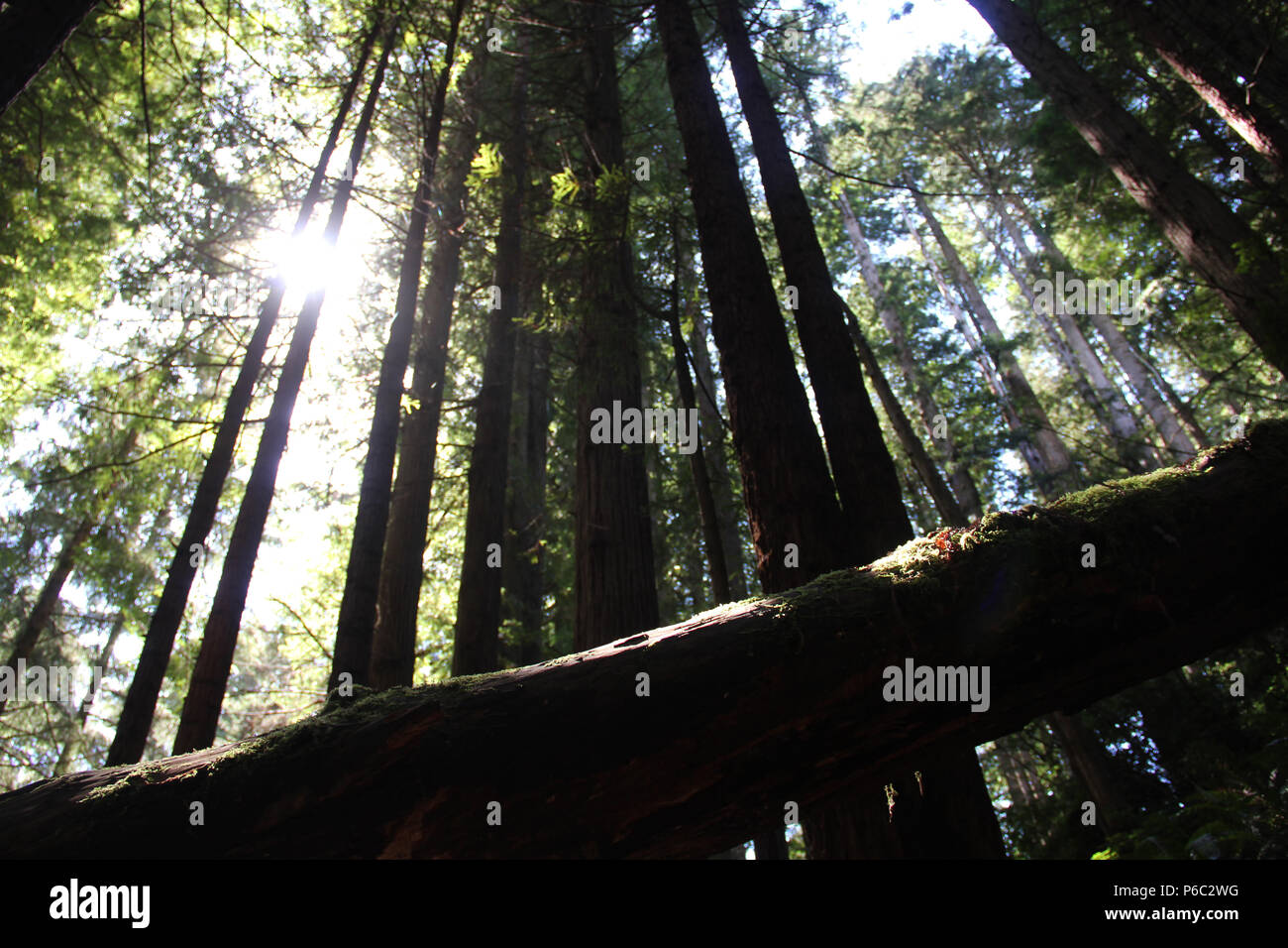 Wood forrest trees bushes hi-res stock photography and images - Alamy