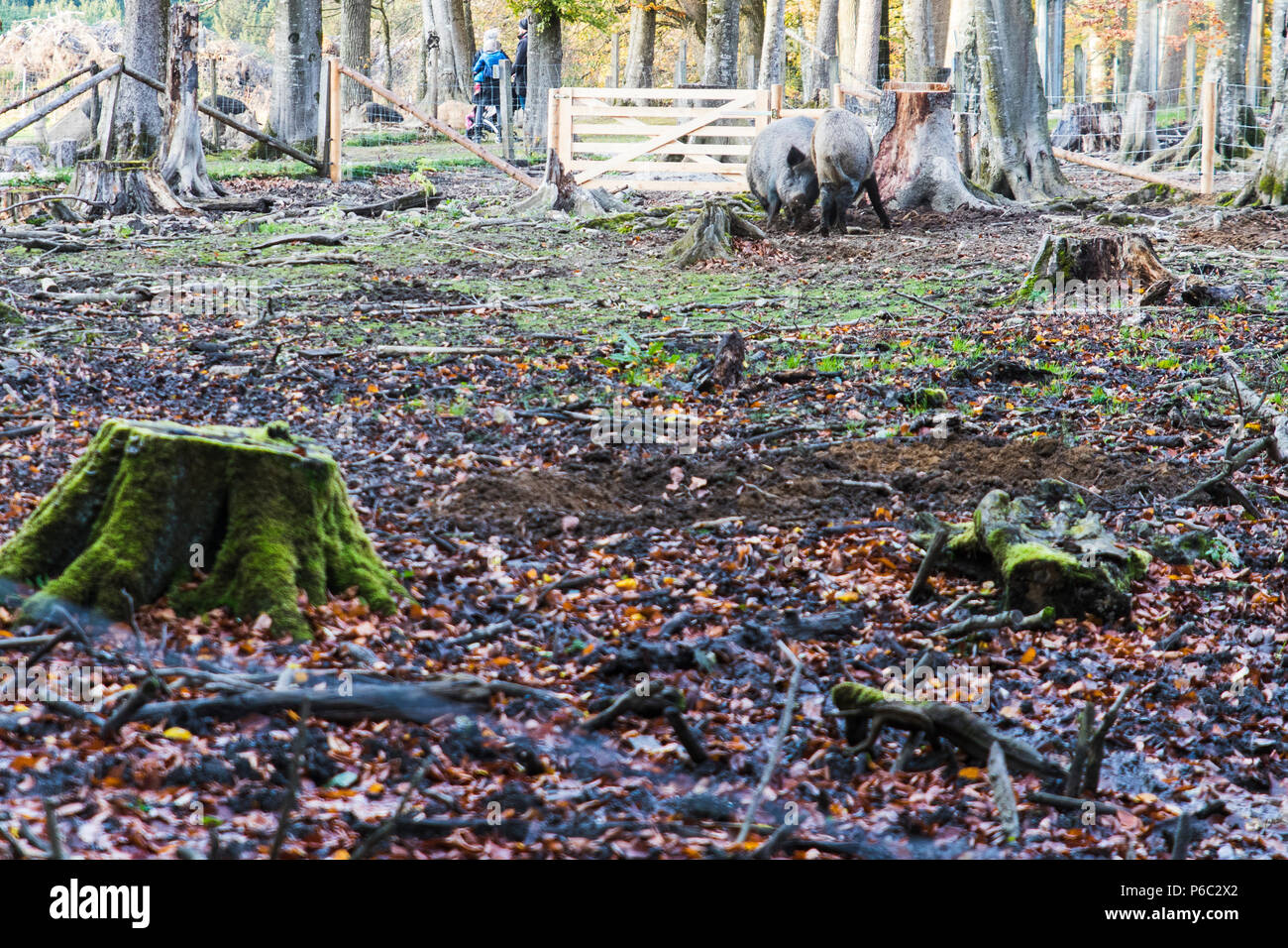Males Wild-boar fighting in a forest in autumn Stock Photo - Alamy