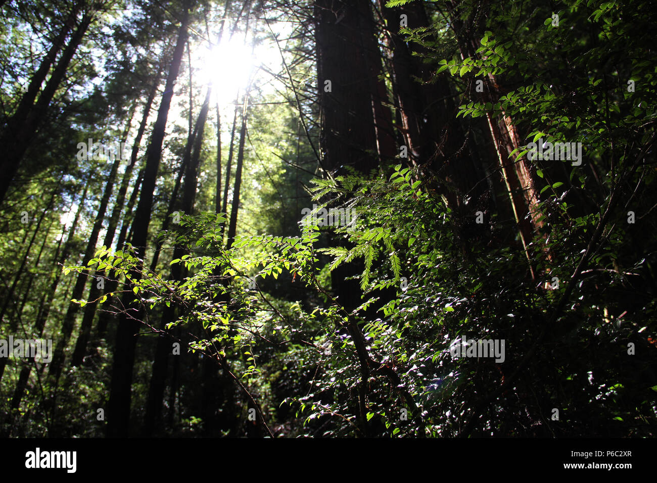 Redwoods forrest hi-res stock photography and images - Alamy
