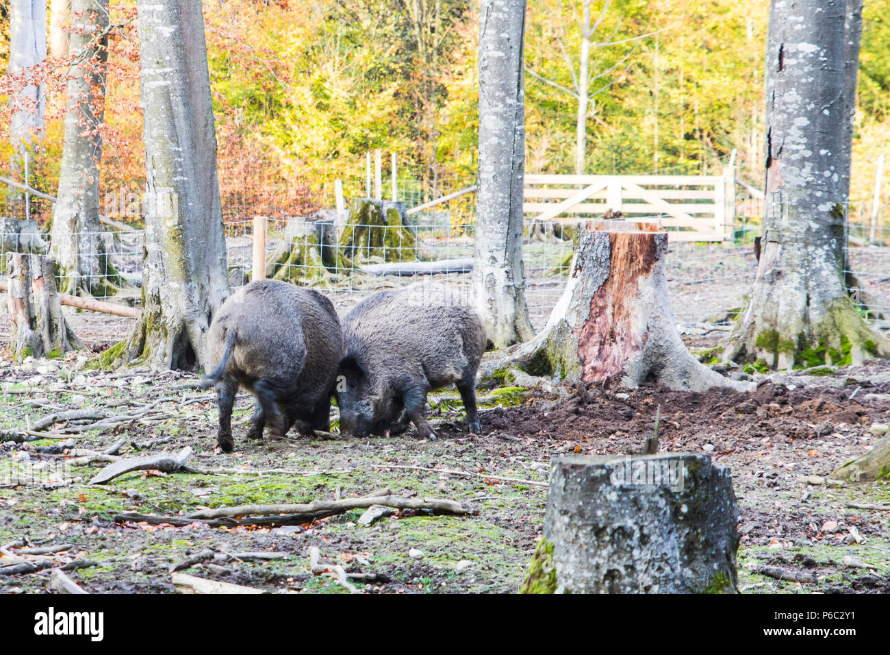 Males Wild-boar fighting in a forest in autumn Stock Photo - Alamy
