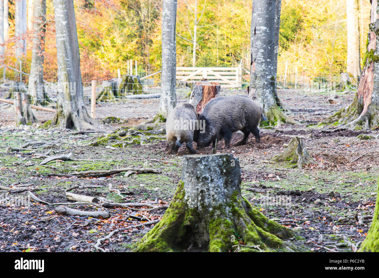 Wild boar sus scrofa fighting hi-res stock photography and images - Alamy