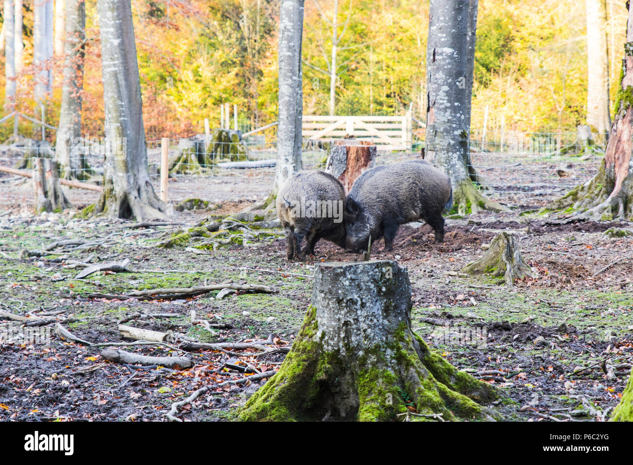 Boar autumn fighting hi-res stock photography and images - Alamy