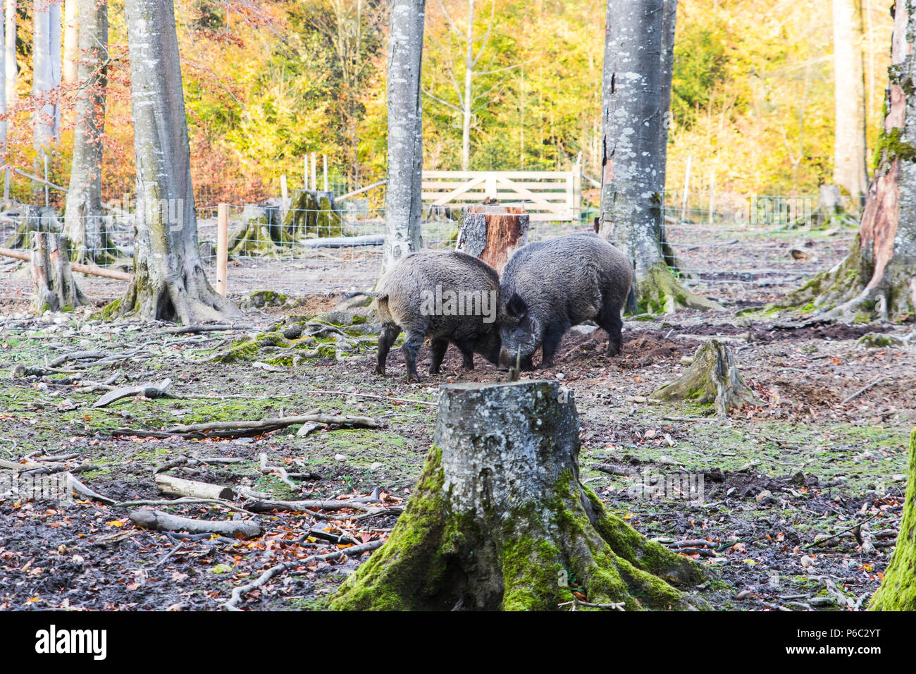 Boar fighting hi-res stock photography and images - Alamy