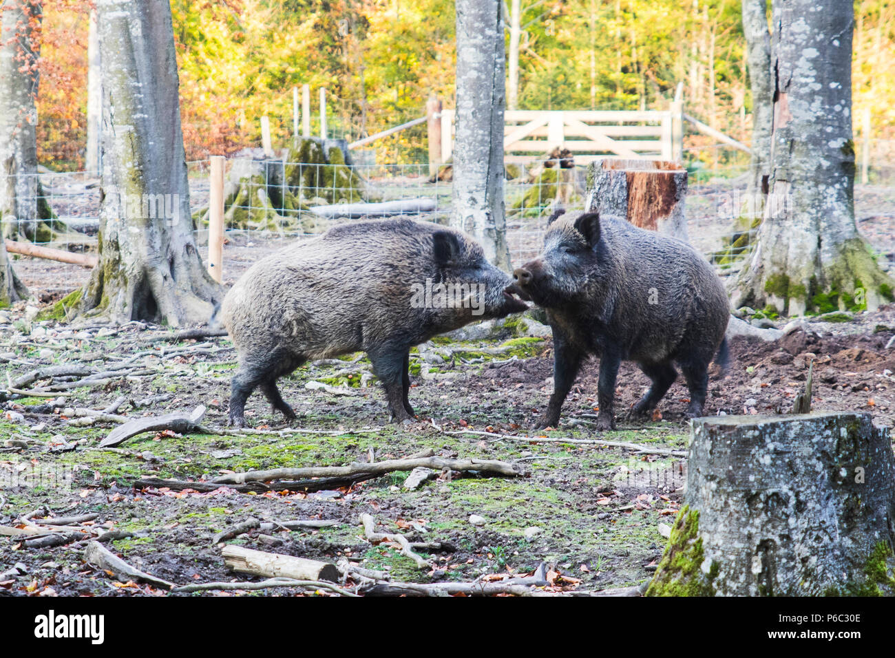 Wild boar fighting hi-res stock photography and images - Alamy