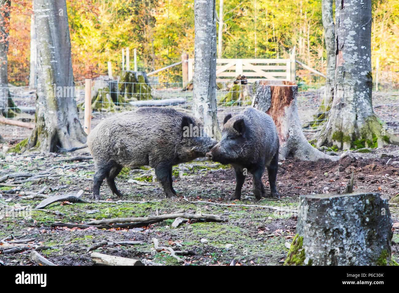 Males Wild-boar fighting in a forest in autumn Stock Photo - Alamy