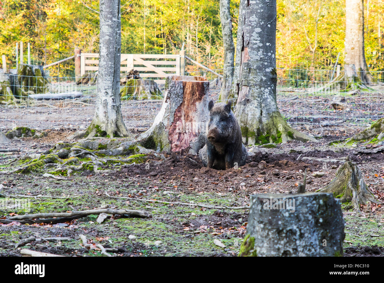 Males Wild-boar fighting in a forest in autumn Stock Photo - Alamy