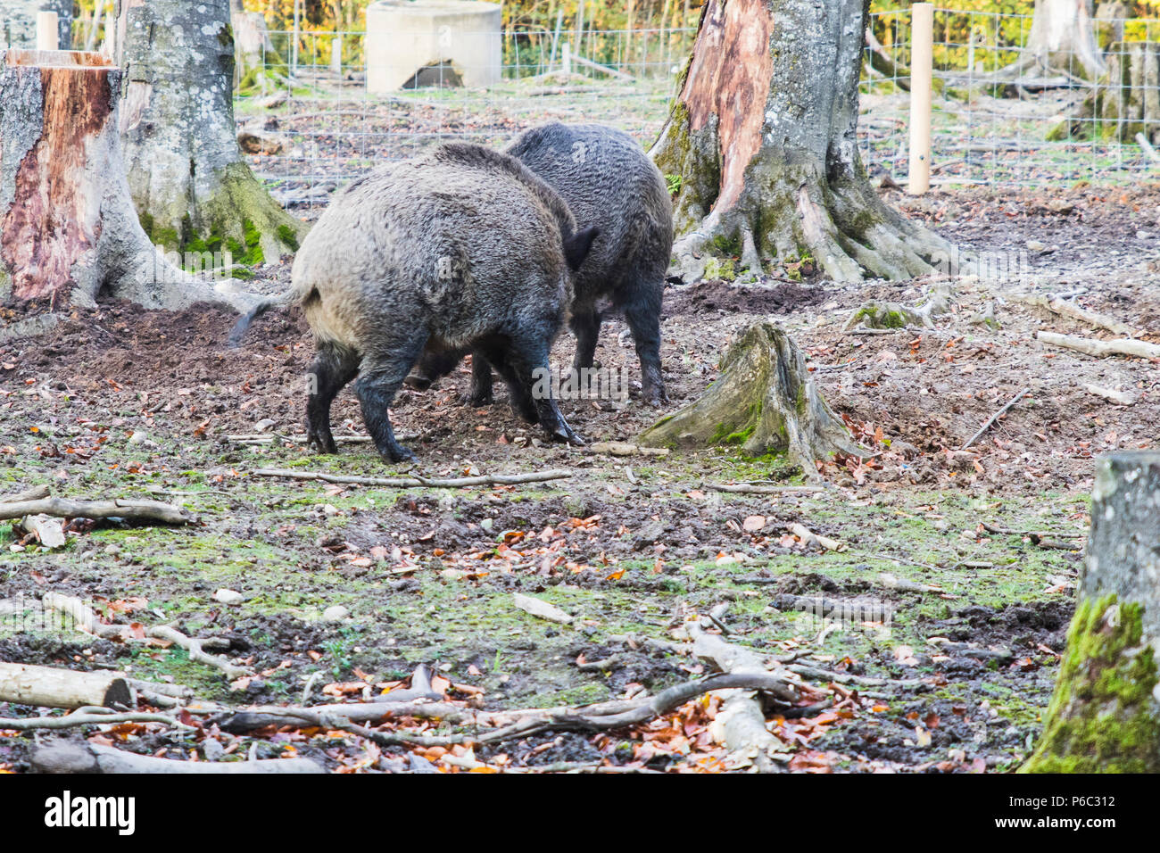 Boar autumn fighting hi-res stock photography and images - Alamy
