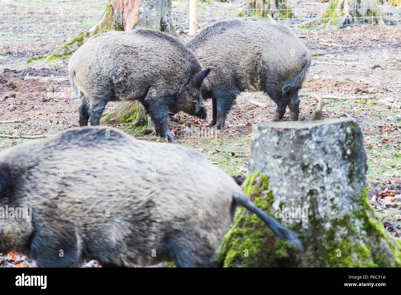Males Wild-boar fighting in a forest in autumn Stock Photo - Alamy