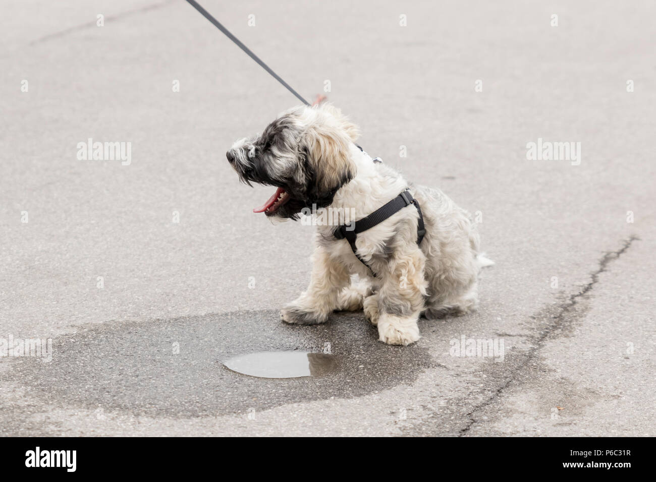 Puppy Dog sitting in a puddle of water Stock Photo - Alamy