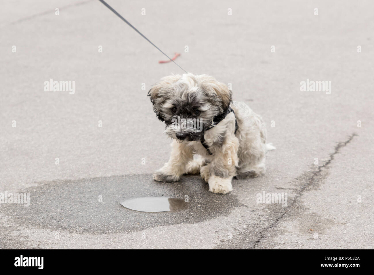 Puppy Dog sitting in a puddle of water Stock Photo - Alamy