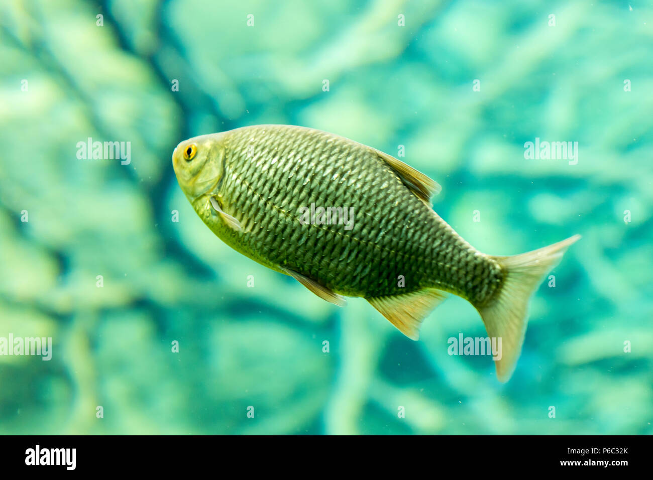 Fish swimming in the blue water Stock Photo - Alamy