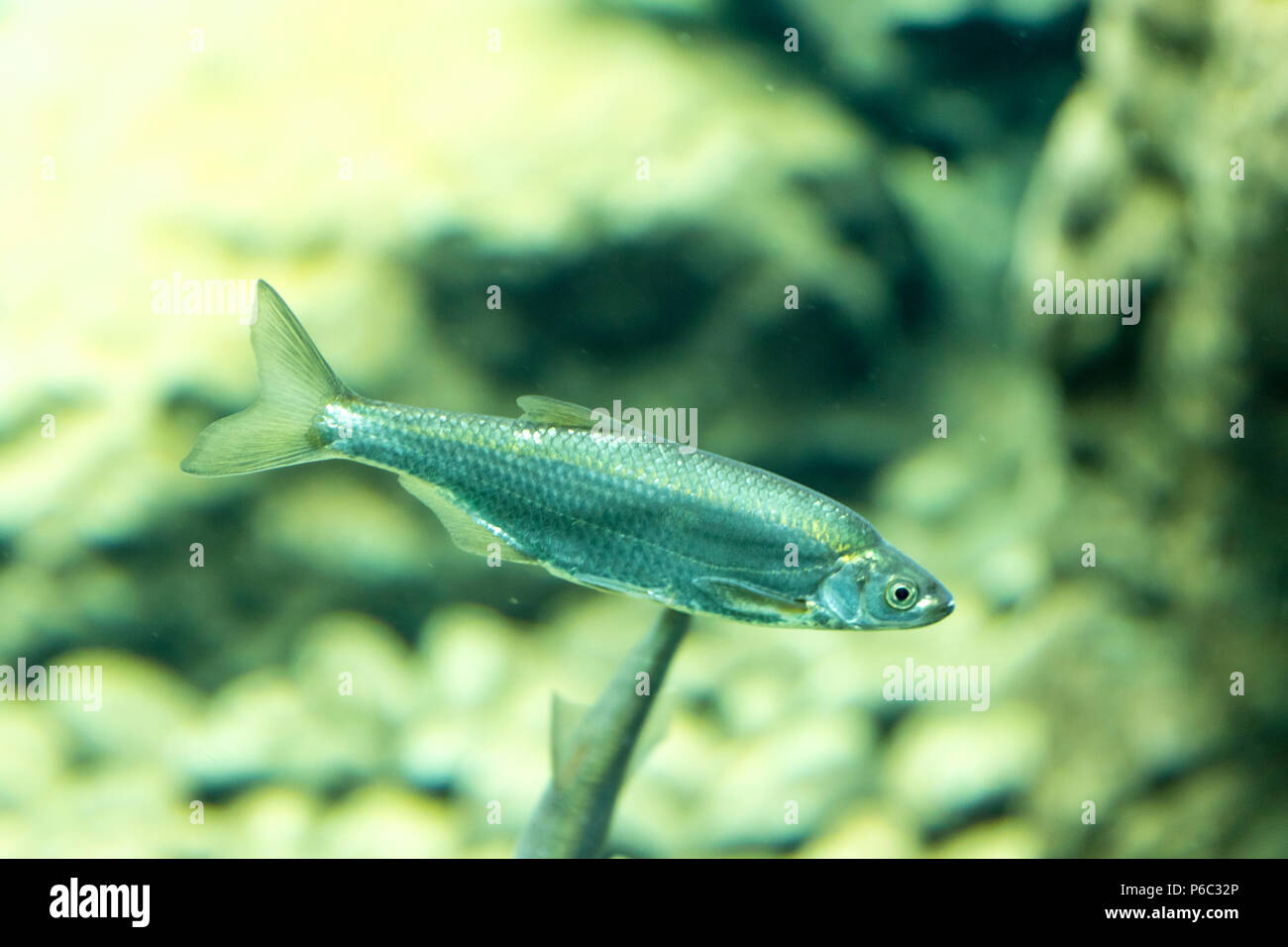 Fish swimming in the blue water Stock Photo - Alamy