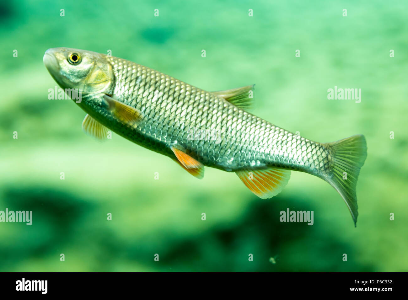 Fish swimming in the blue water Stock Photo - Alamy