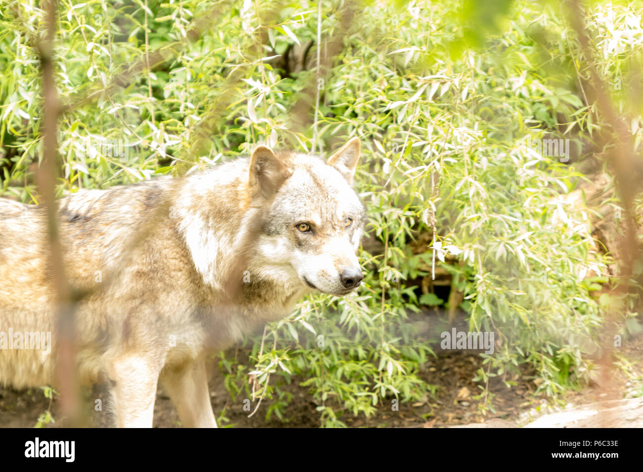 European wolf in Innsbruck Alpine Zoo Stock Photo - Alamy