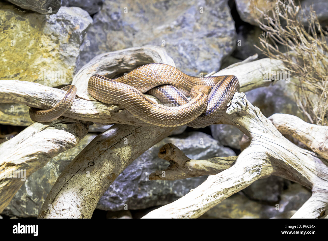 Spanish Ladder snake coiled on a trunk Stock Photo - Alamy