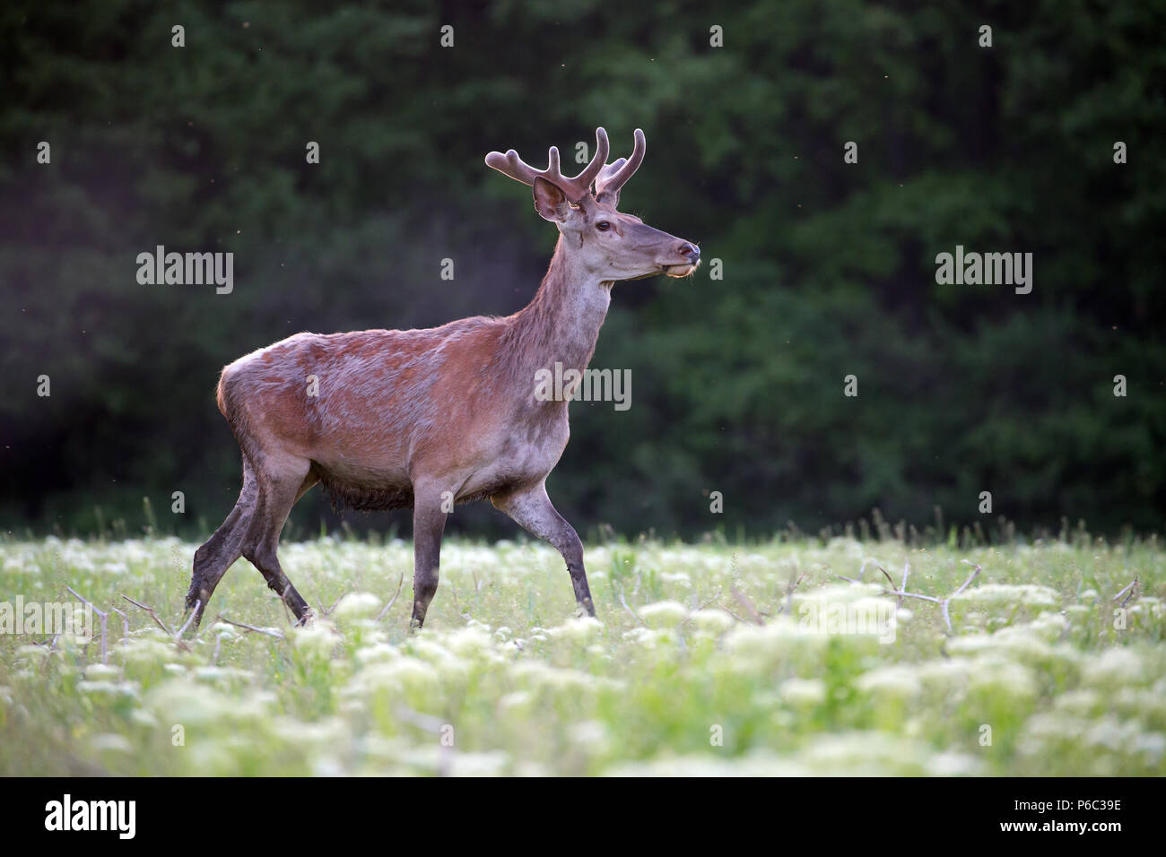 Soil and deer hi-res stock photography and images - Alamy
