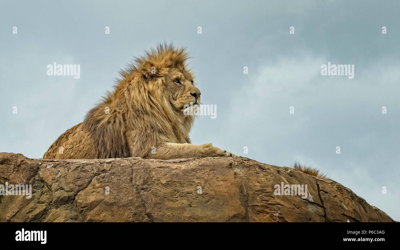 Male Lion Rock Africa High Resolution Stock Photography and Images - Alamy