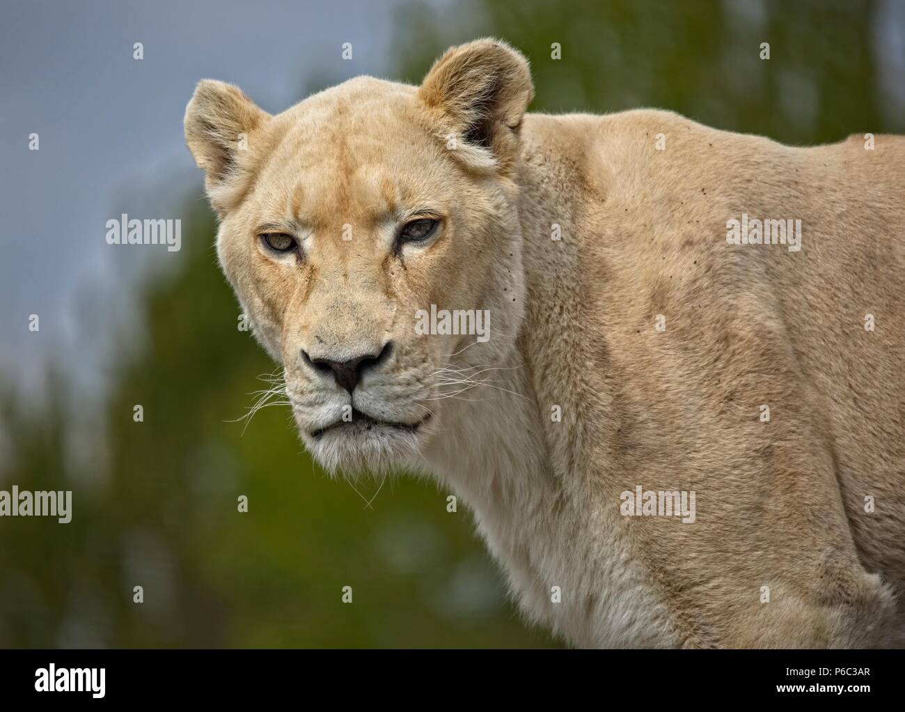Lioness Snarl Stock Photos & Lioness Snarl Stock Images - Alamy
