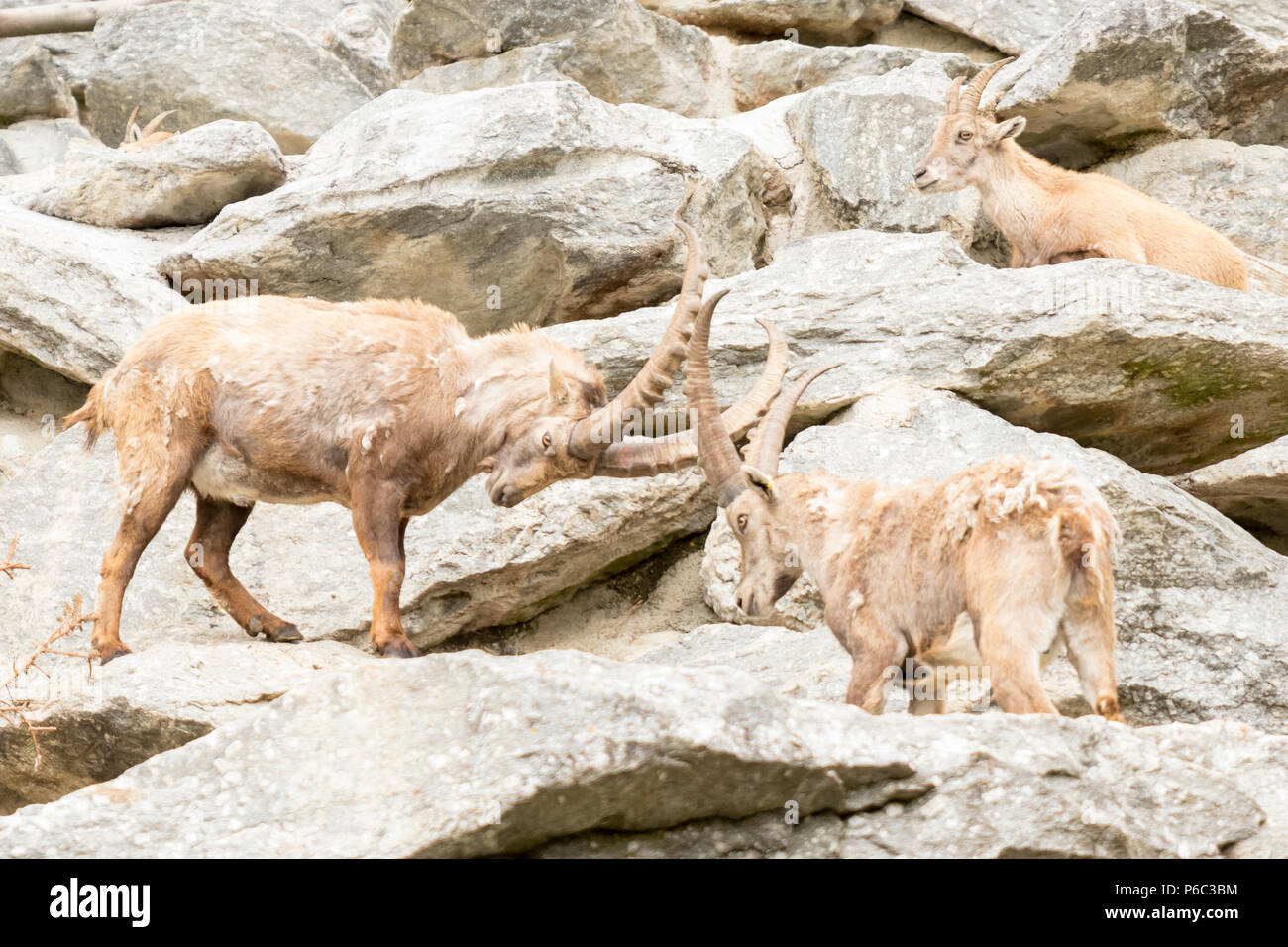 Capra ibex , with rocks in background Stock Photo - Alamy