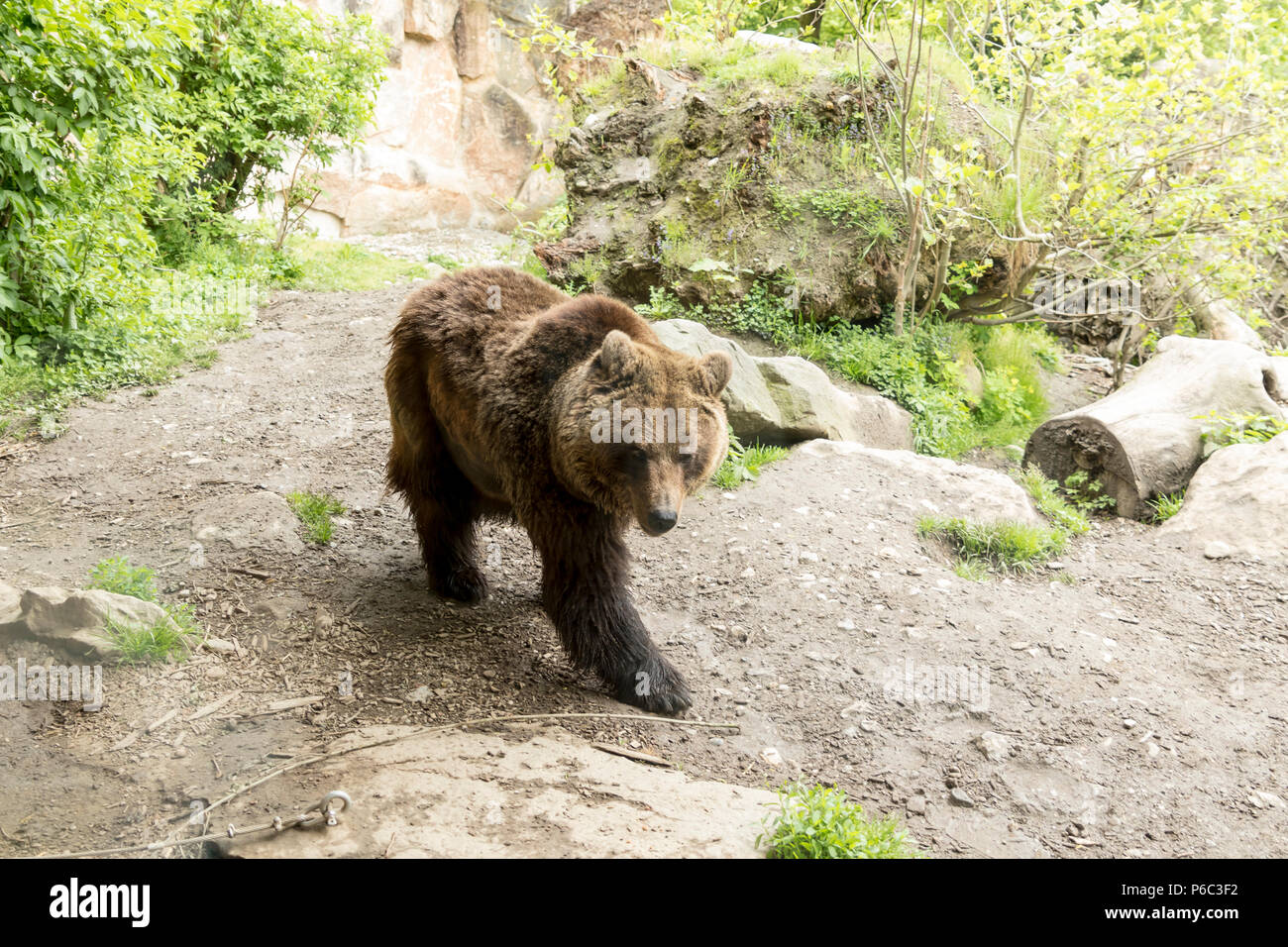 brown bear eating in the water Stock Photo - Alamy