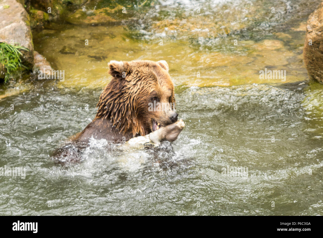 brown bear eating in the water Stock Photo - Alamy