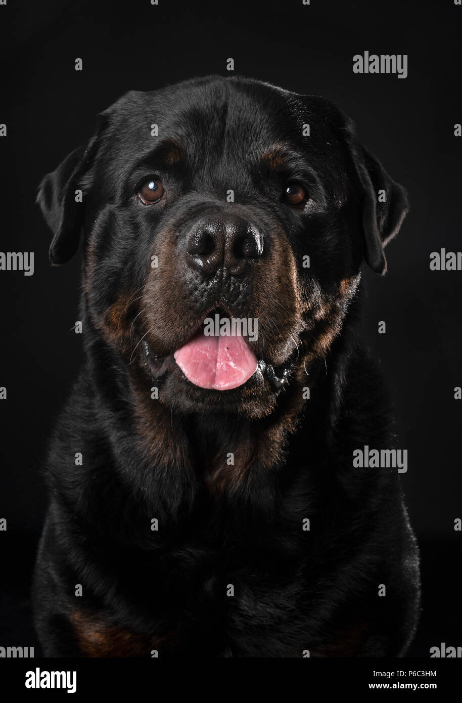 purebred rottweiler in front of black background Stock Photo - Alamy