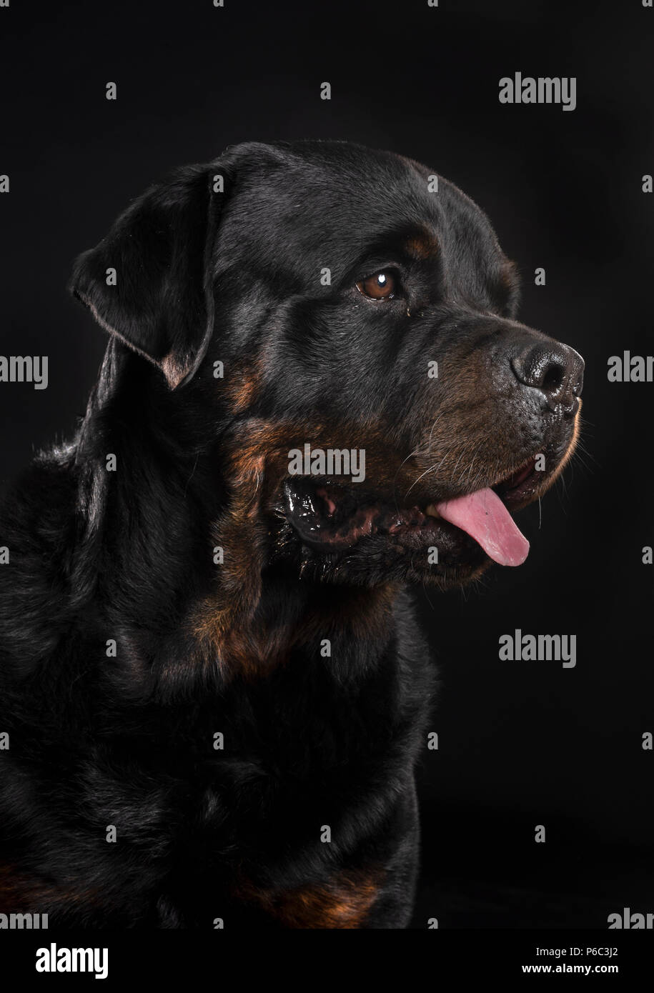 purebred rottweiler in front of black background Stock Photo - Alamy