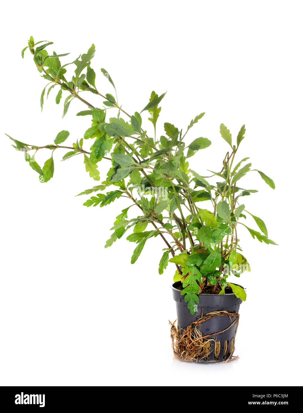 Green Hygro