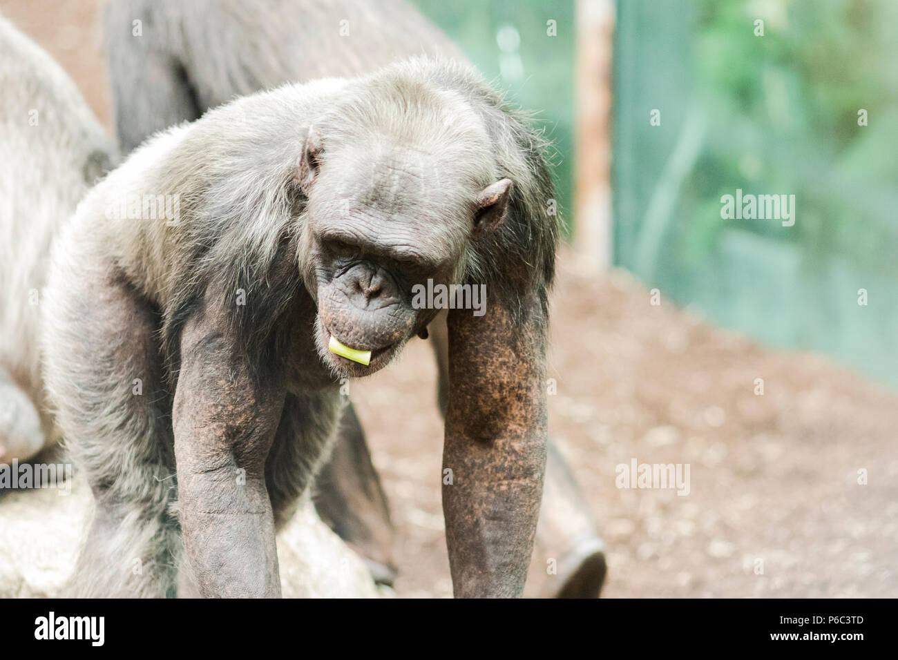 Chimpanzee wild food hi-res stock photography and images - Alamy