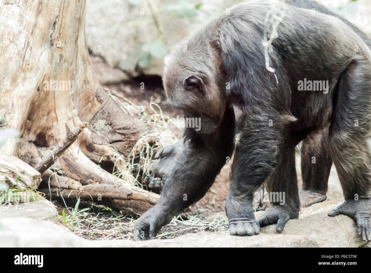 Chimpanzee looking for food on the floor with other chimpanzee Stock ...