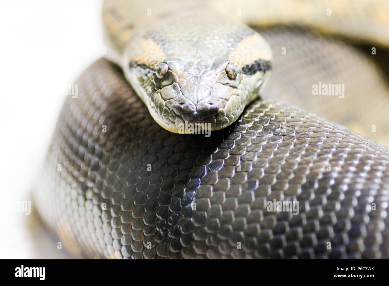 Portrait of a python snake looking at camera Stock Photo - Alamy