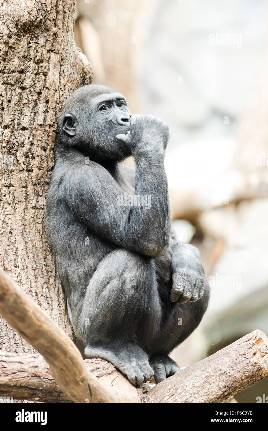 Gorilla sitting on a tree thoughtfully in daylight Stock Photo - Alamy