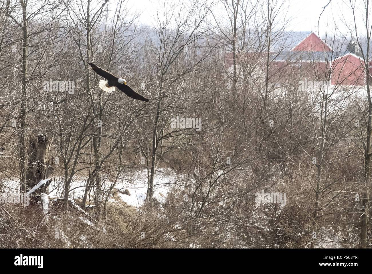 Bald Eagle Searching for a Fish Stock Photo - Alamy