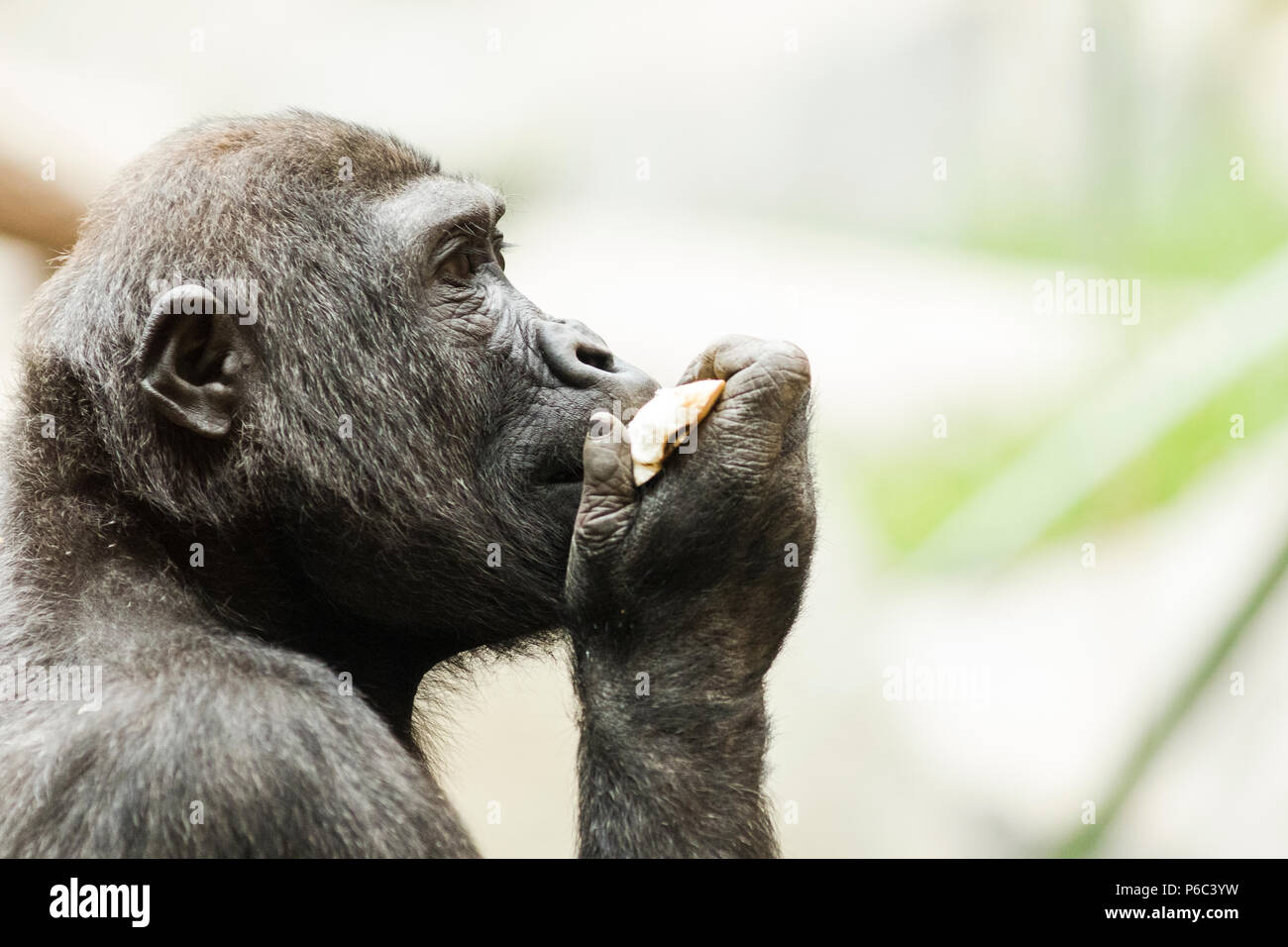 Gorilla Eating Fruit High Resolution Stock Photography and Images - Alamy